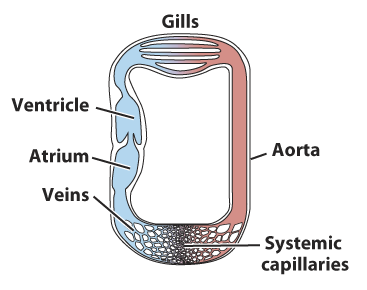 Shark Circulatory System